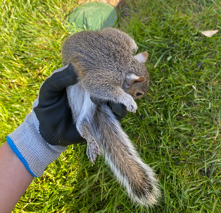 Jefferson Animal Removal, AAAC Wildlife Removal